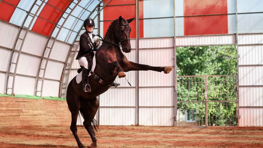 Indoor Riding Arenas: Types, Features, Benefits, and Cost