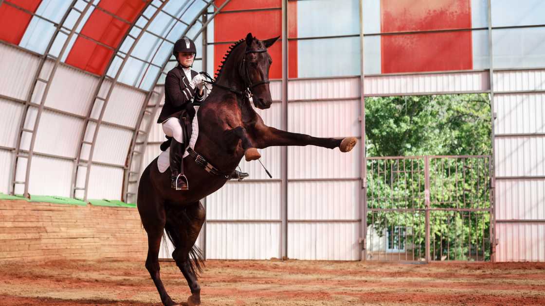 Indoor Riding Arenas: Types, Features, Benefits, and Cost